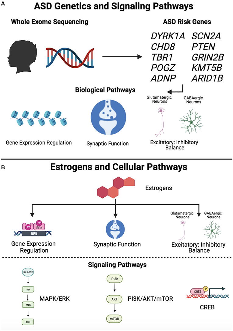 Frontiers Signaling Pathways And Sex Differential Processes In Autism