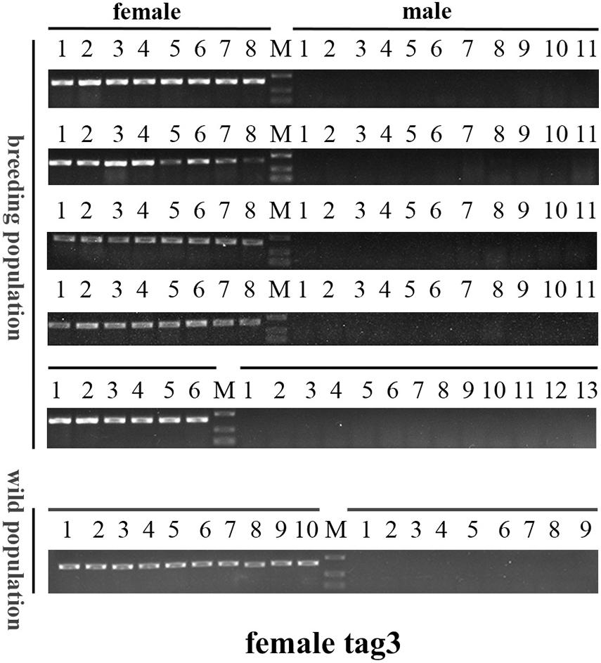 Frontiers Identification Of Sex Specific Markers Through 2b Rad