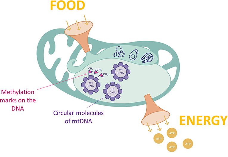Ways To Protect Your Mitochondria, 47% OFF Ways To Protect Your Mitochondria, 47% OFF