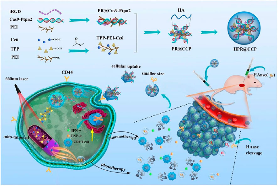 Frontiers Mitochondria Targeted Nanomedicine For Enhanced Efficacy Of