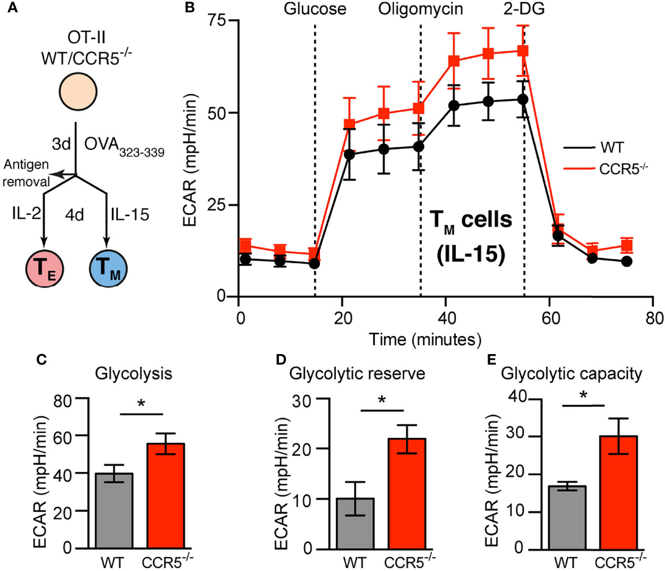 Frontiers The Chemokine Receptor Ccr5 Links Memory Cd4 T Cell