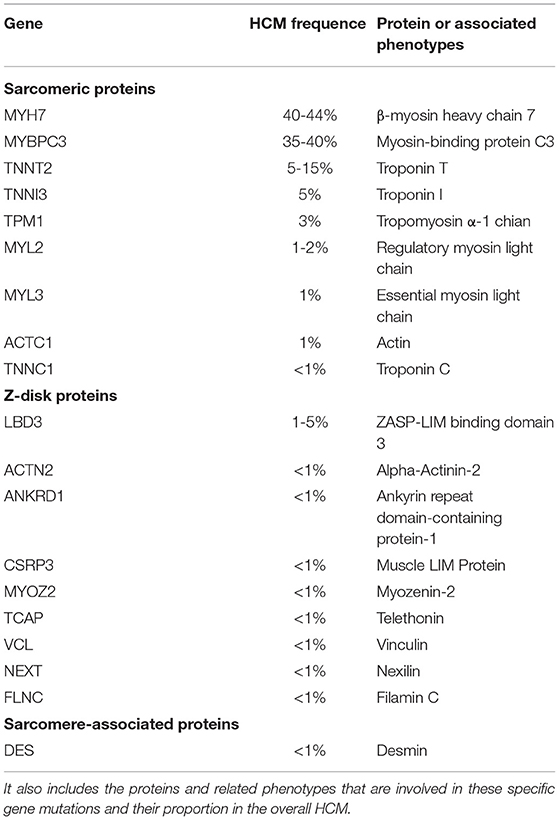 Frontiers Hypertrophic Cardiomyopathy From Phenotype And