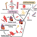 Frontiers | Stem Cell-Derived Exosomes Potential Therapeutic Roles in ...