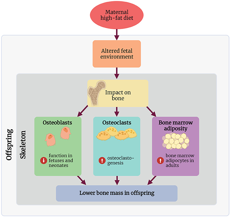 Frontiers The Impact Of Maternal High Fat Diet On Bone