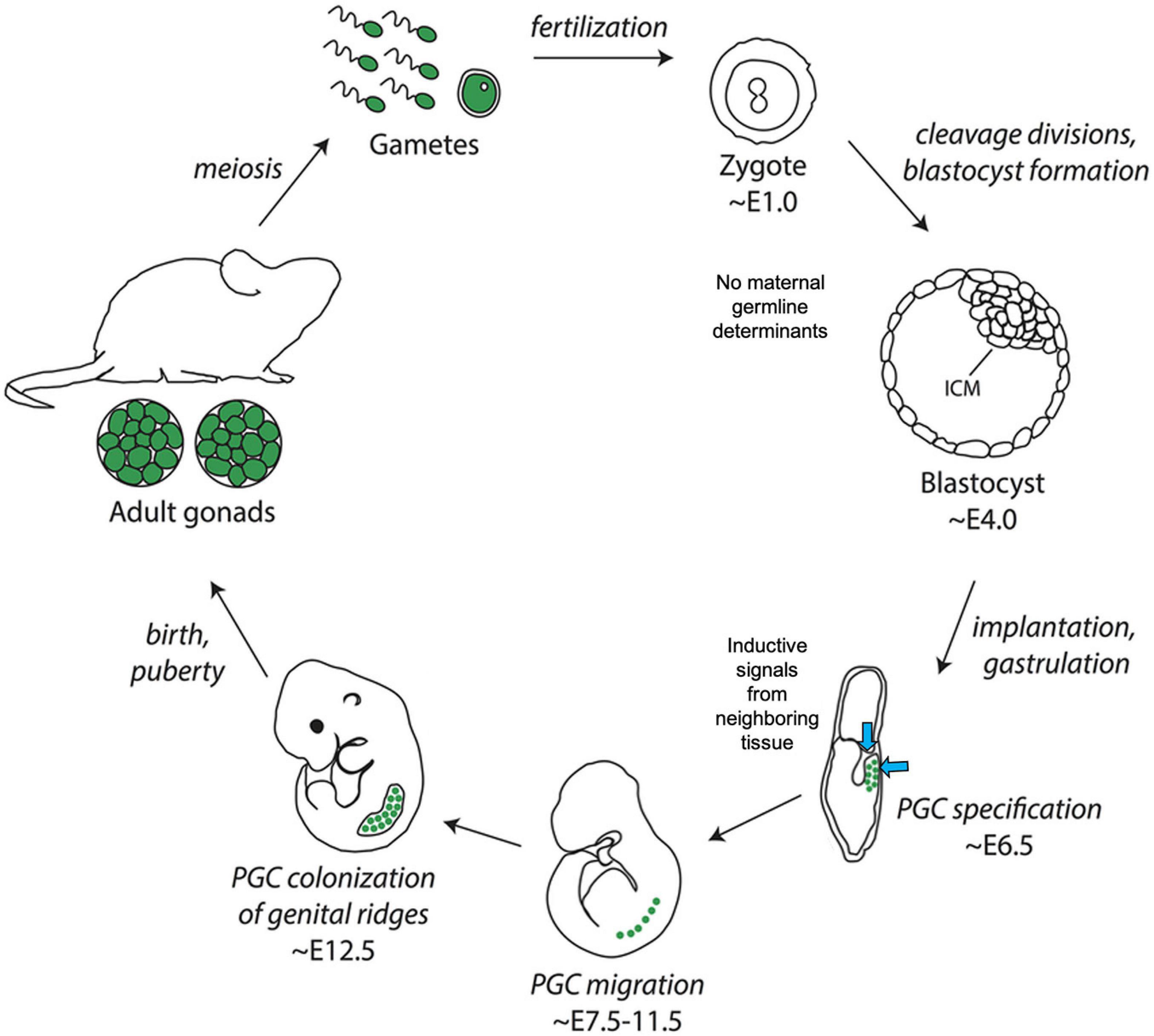 Frontiers Primordial Germ Cell Specification In Vertebrate Embryos