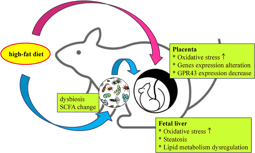 Frontiers Maternal Obesity Related To High Fat Diet Induces Placenta