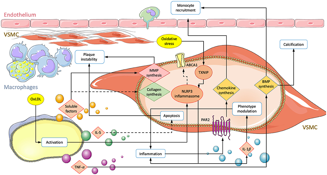 Frontiers | Molecular Interactions Between Vascular Smooth Muscle Cells and Macrophages in ...