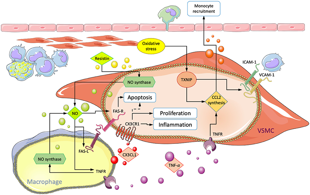 Frontiers | Molecular Interactions Between Vascular Smooth Muscle Cells and Macrophages in ...