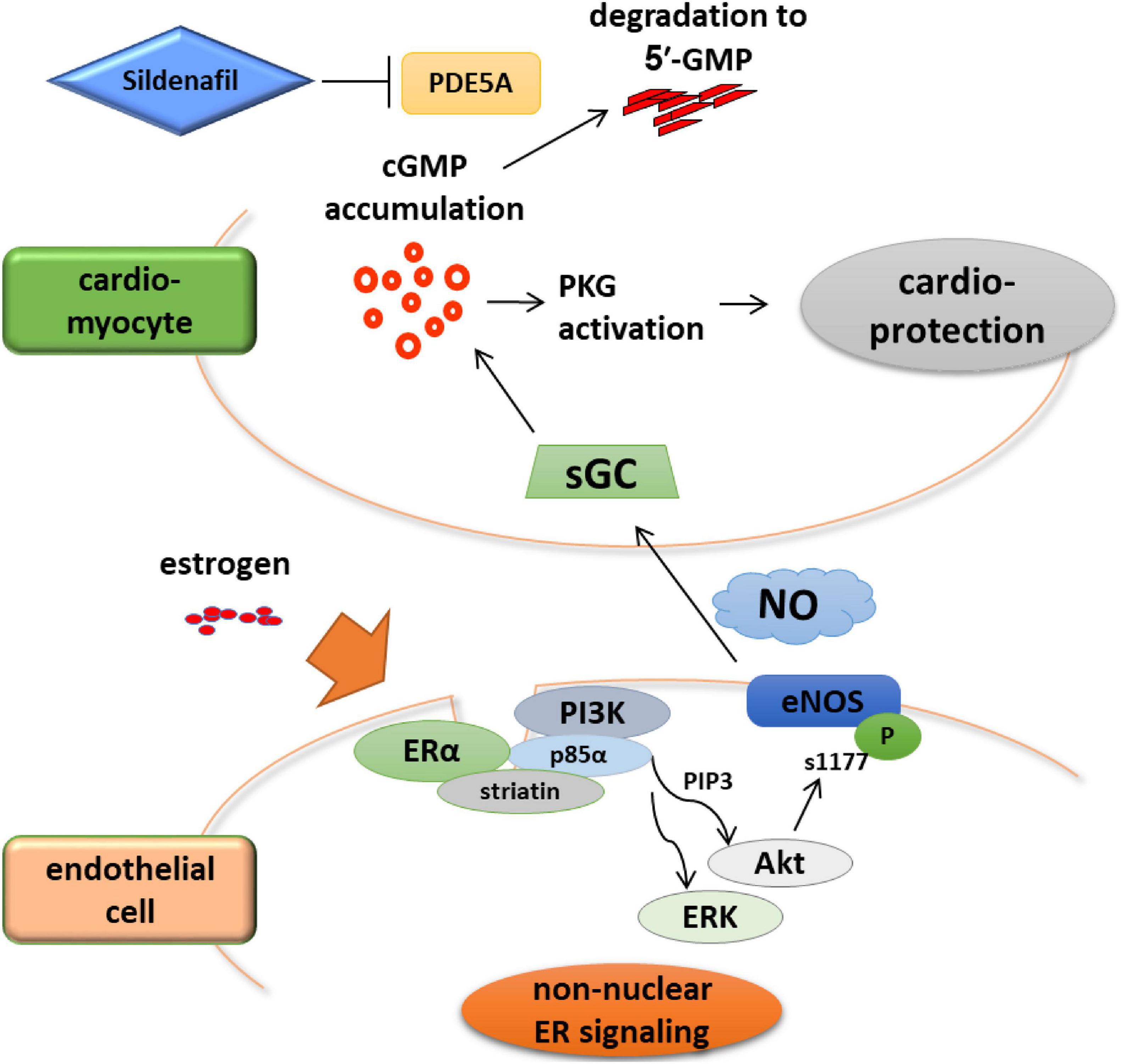Frontiers Sex Differences And Regulatory Actions Of Estrogen In