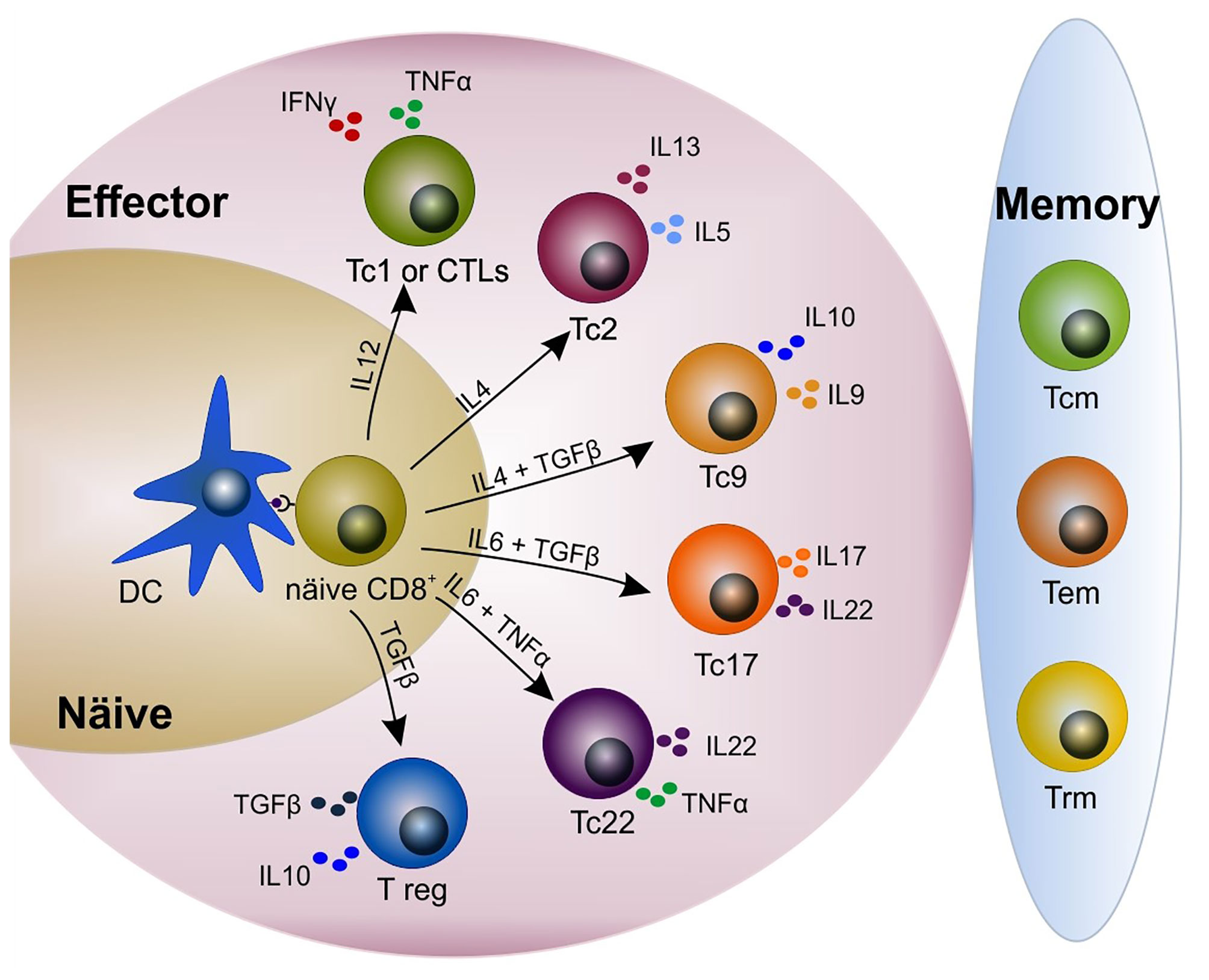 Frontiers New Insights On Cd8 T Cells In Inflammatory Bowel Disease