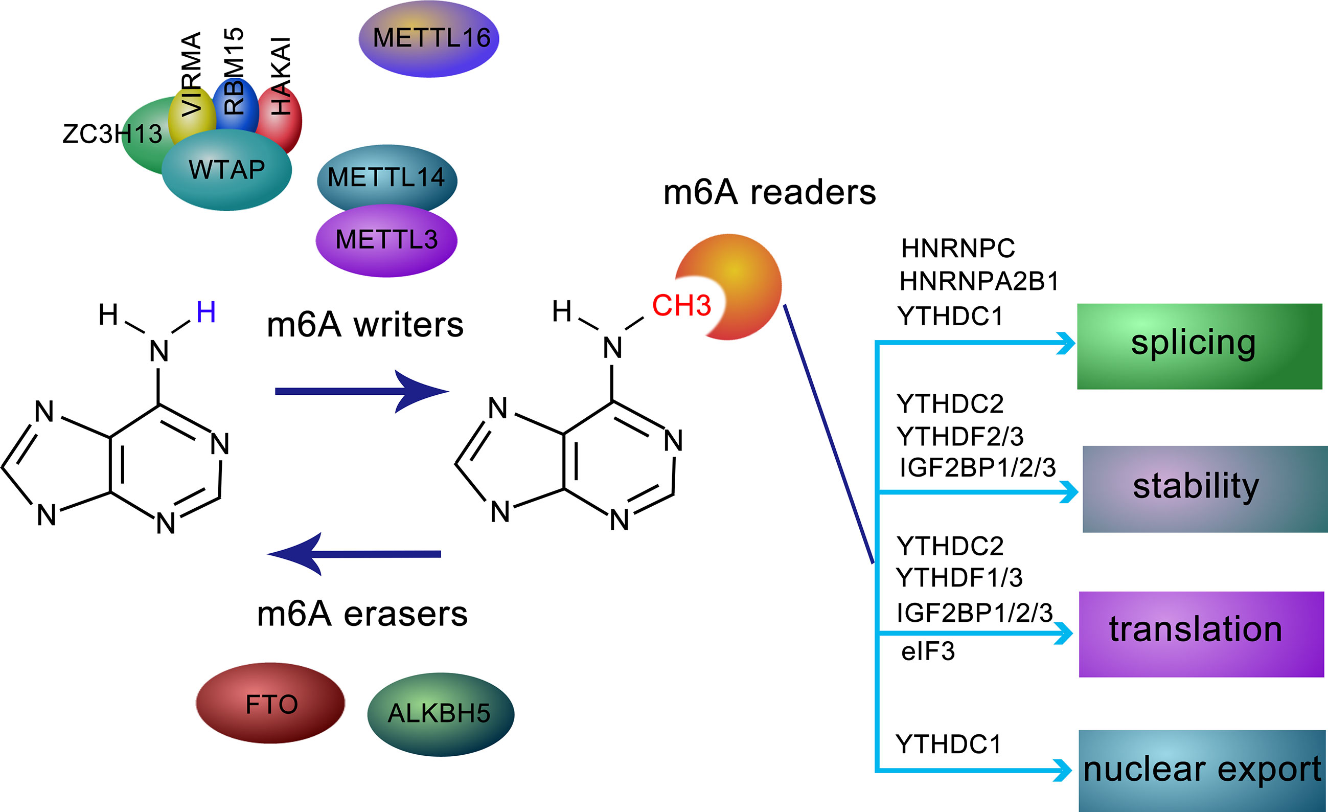 Frontiers N6 Methyladenosine Sculpted Regulatory Landscape Of