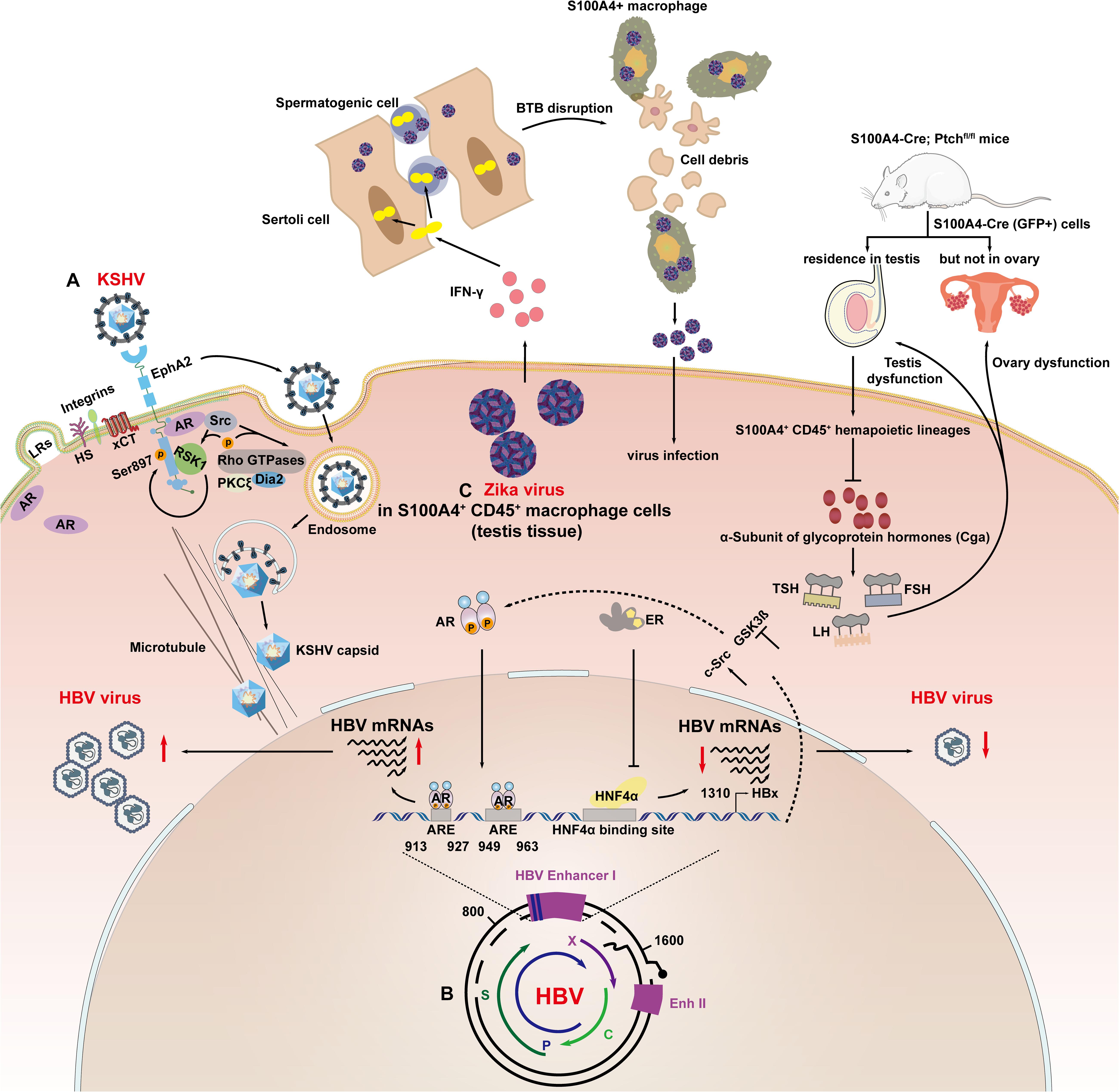 Frontiers Host Sex Steroids Interact With Virus Infection New