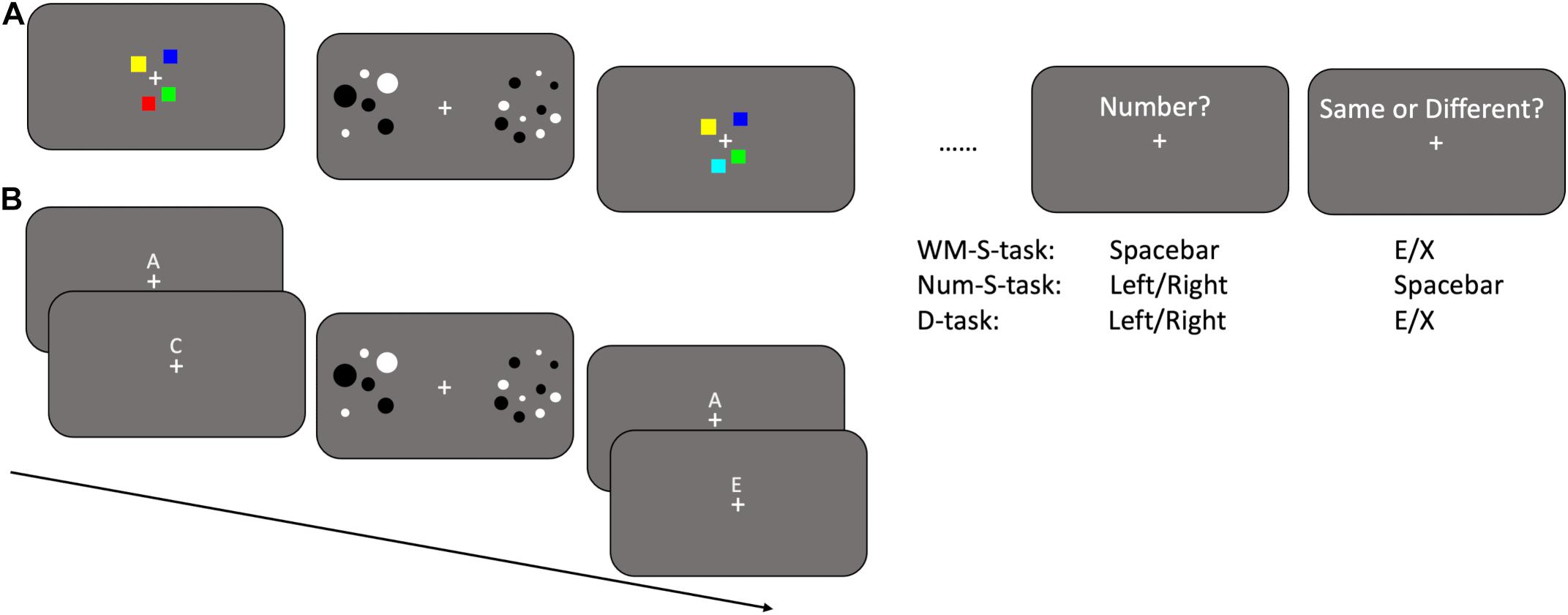 Frontiers Resources Underlying Visuo Spatial Working Memory Enable