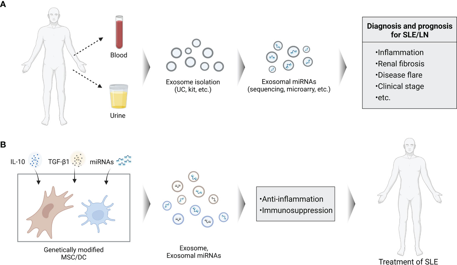 Frontiers Promising Roles Of Exosomal Micrornas In Systemic Lupus