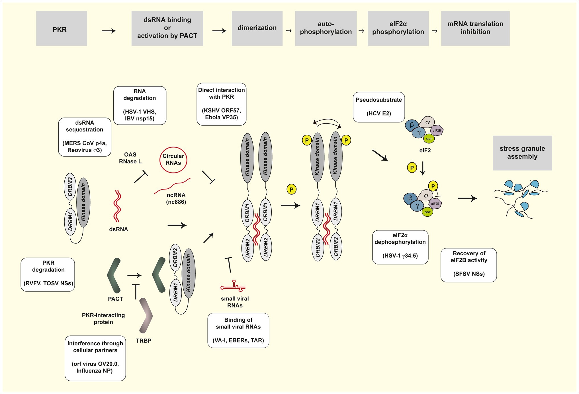 Frontiers Inhibition Of PKR By Viruses