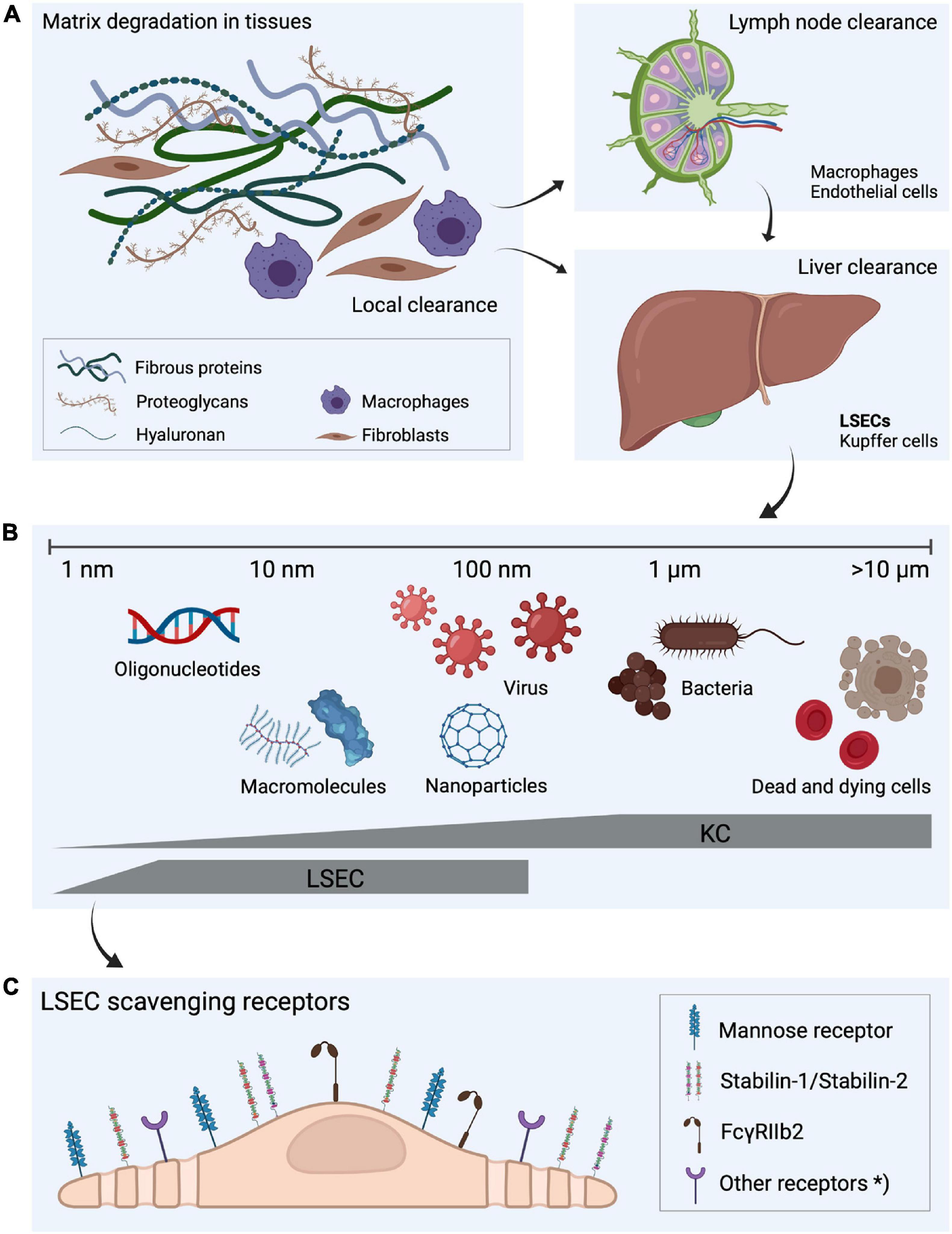Frontiers The Scavenger Function Of Liver Sinusoidal Endothelial