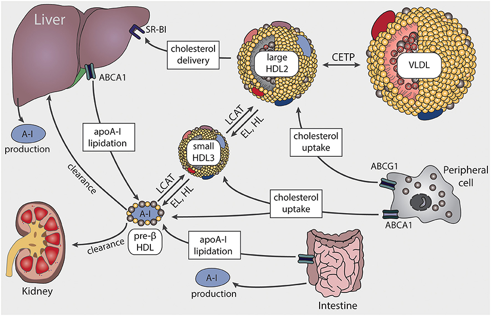Frontiers HDL Composition, Heart Failure, And Its, 51% OFF Frontiers HDL Composition, Heart Failure, And Its, 51% OFF