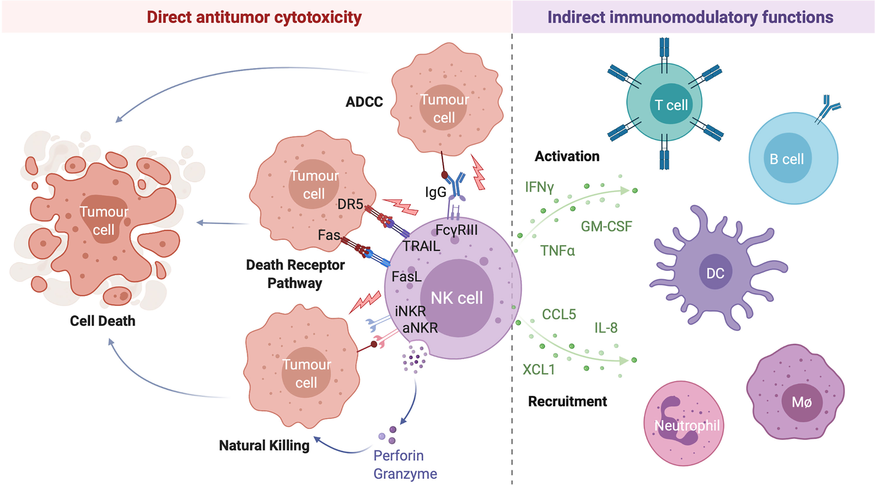 Frontiers Making A Killer Selecting The Optimal Natural Killer Cells