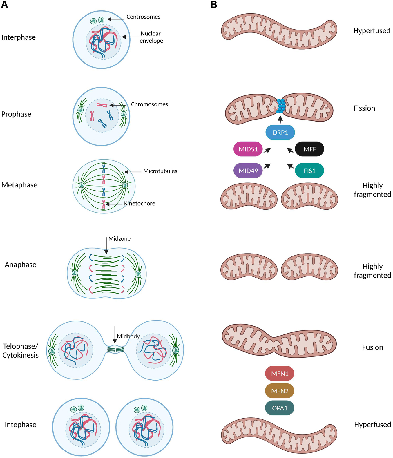 Frontiers The Multifaceted Regulation Of Mitochondrial Dynamics 