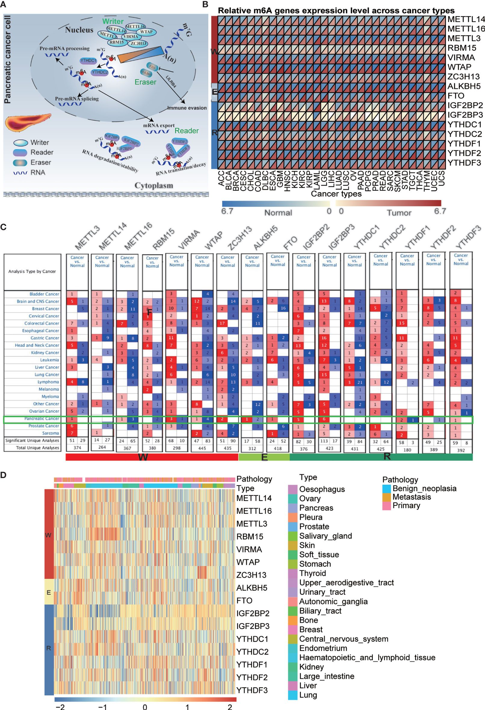 Frontiers Comprehensive Analysis Of M6a Rna Methylation Regulators