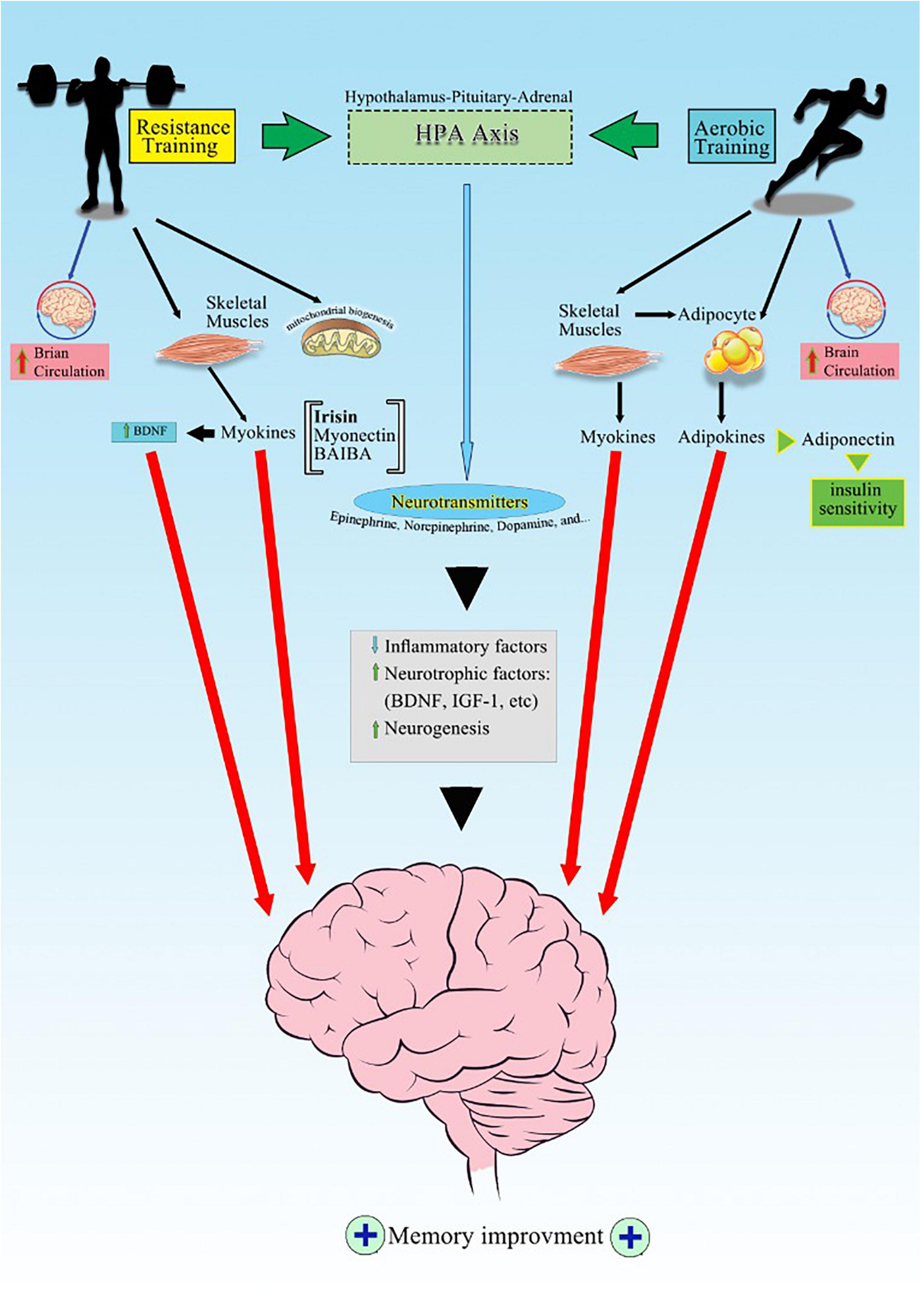 Frontiers Exercise Training Improves Memory Performance In Older