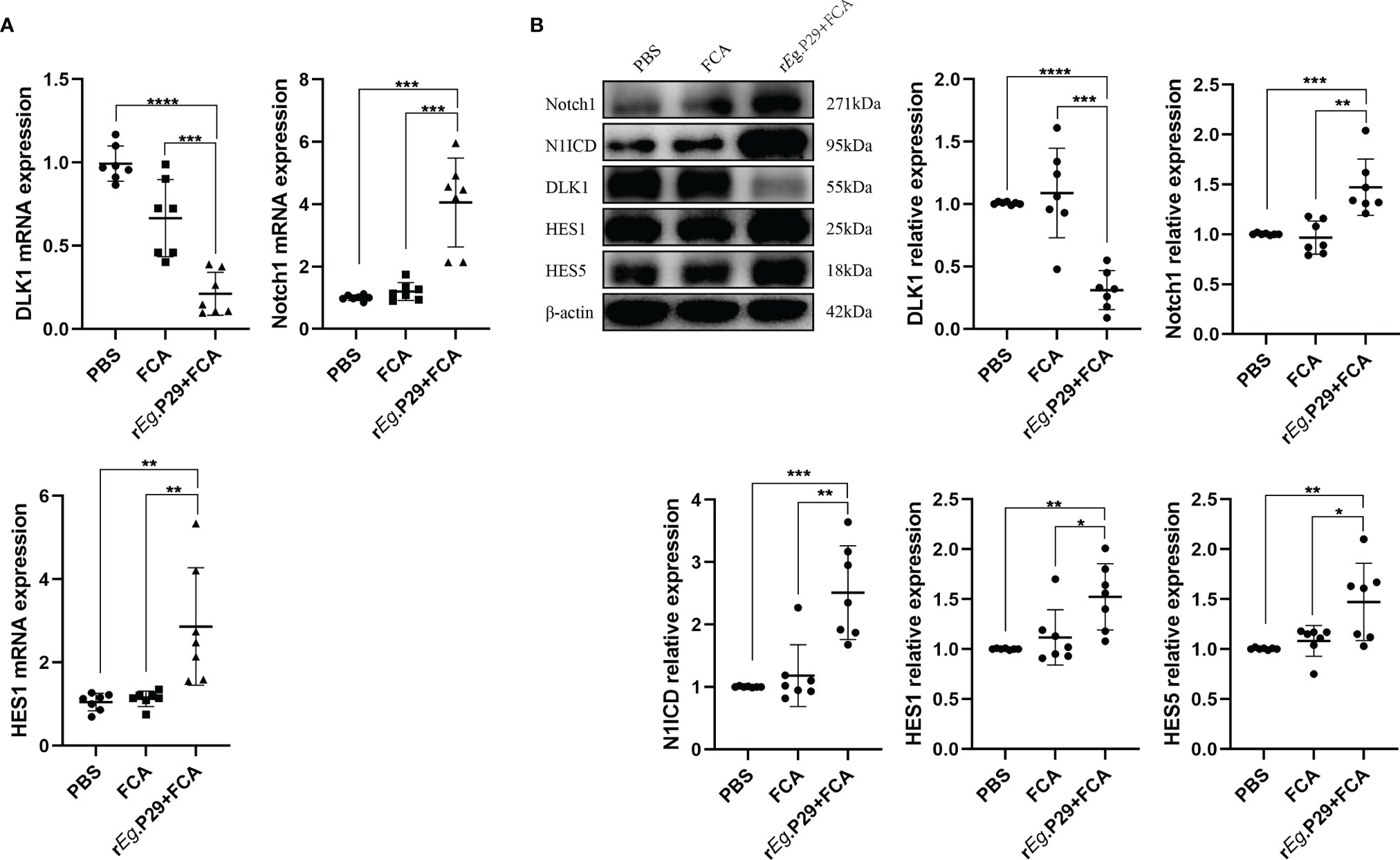 Frontiers The Recombinant Eg P29 Mediated Mir 126a 5p Promotes The