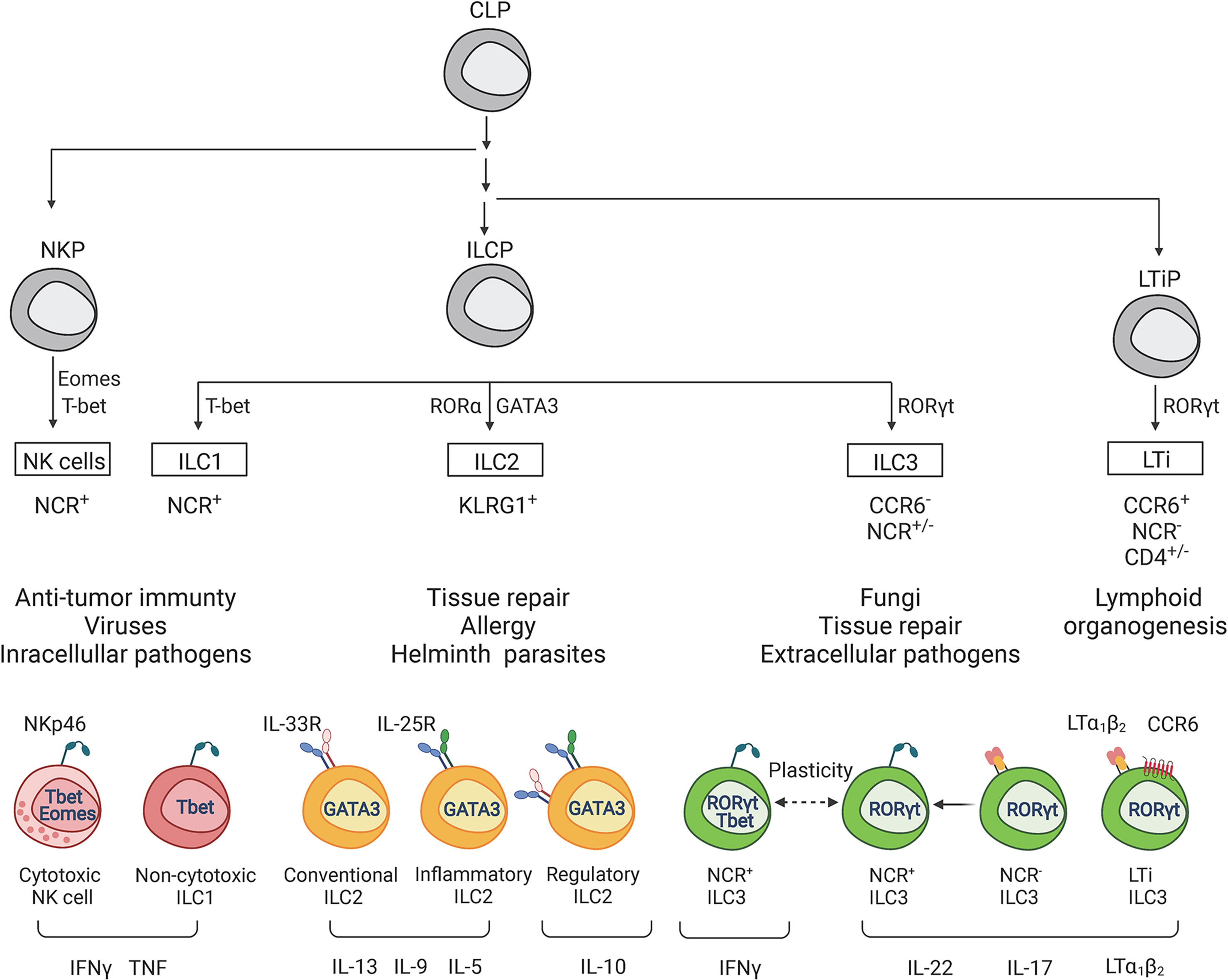 Frontiers Innate Lymphoid Cells In Response To Intracellular