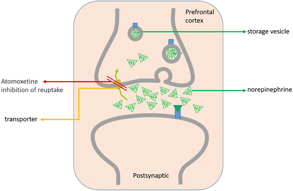 Frontiers The Mechanism Clinical Efficacy Safety And Dosage