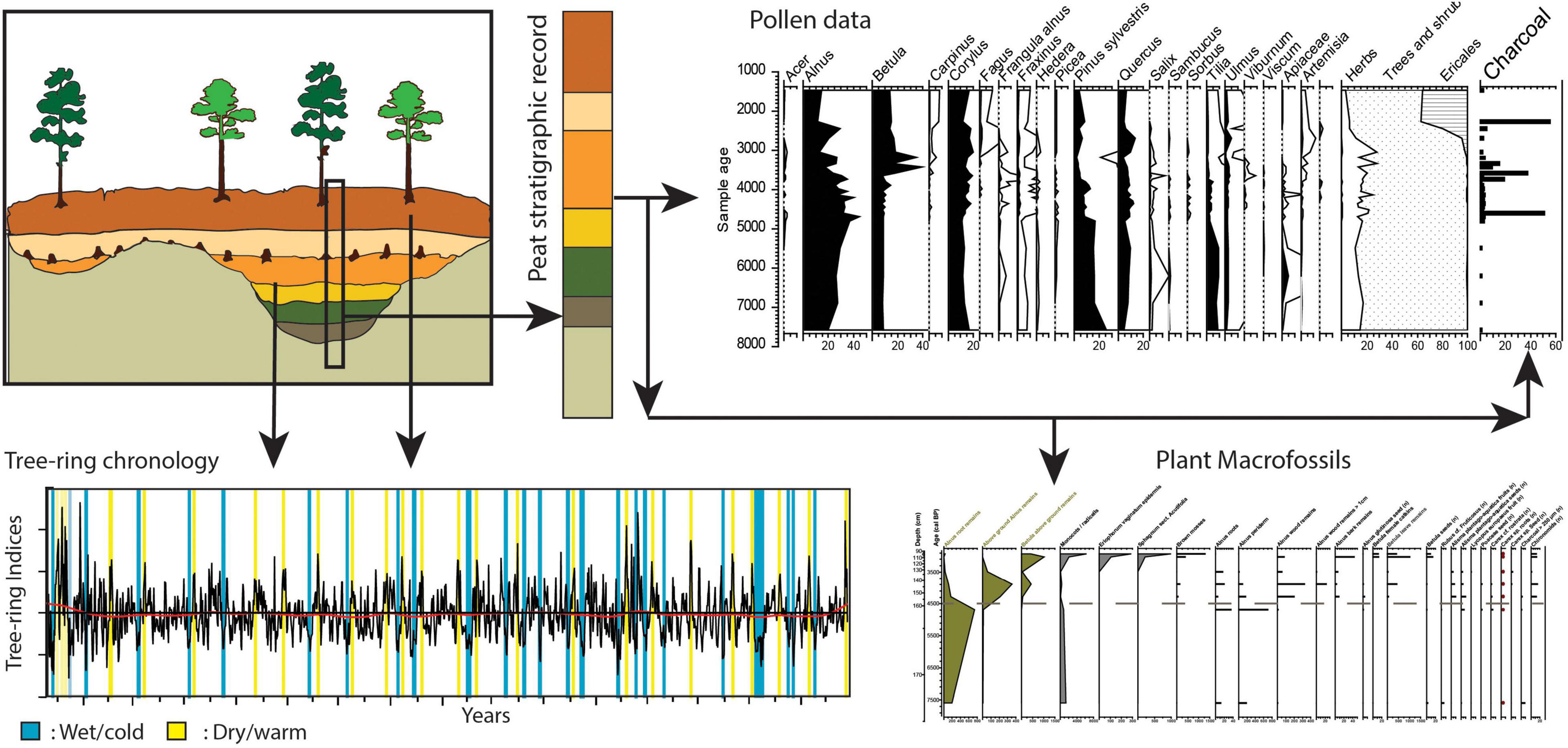 Frontiers The Integrated Use Of Dendrochronological Data And