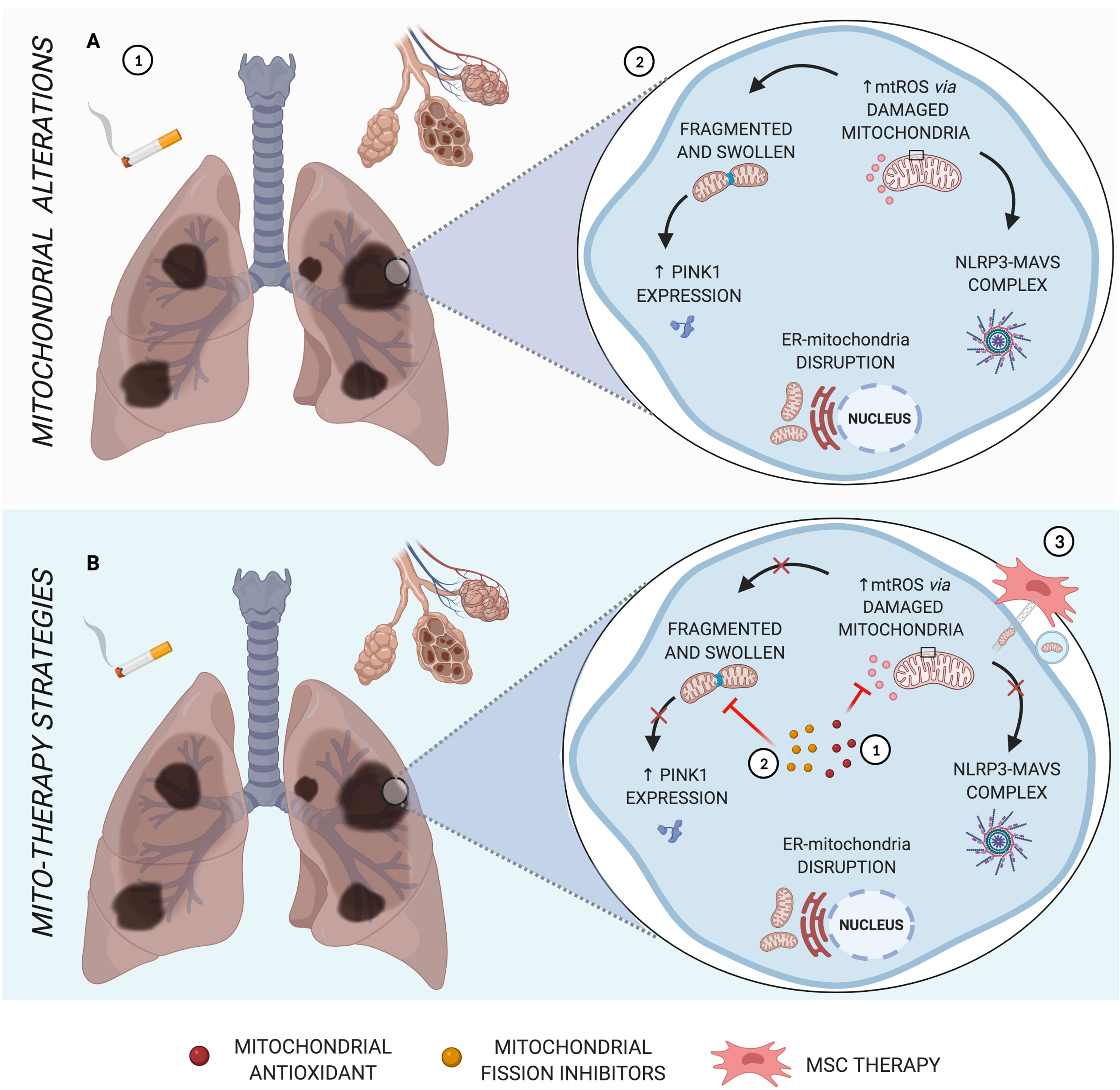 Frontiers Mitochondria In Focus From Function To Therapeutic 