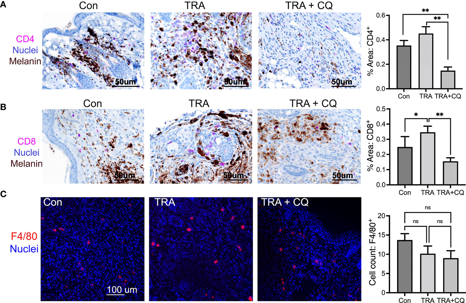 Frontiers | Co-Treatment of Chloroquine and Trametinib Inhibits ...