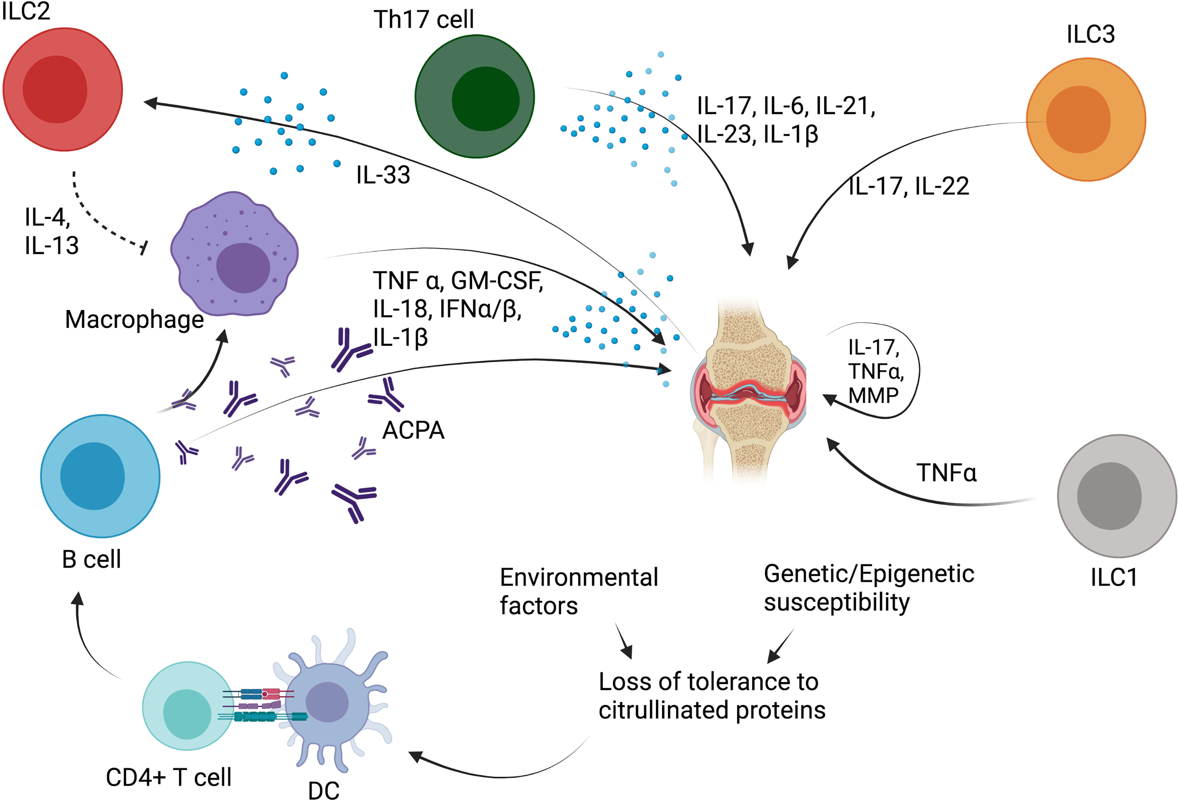Frontiers Innate Lymphoid Cells In Autoimmune Diseases