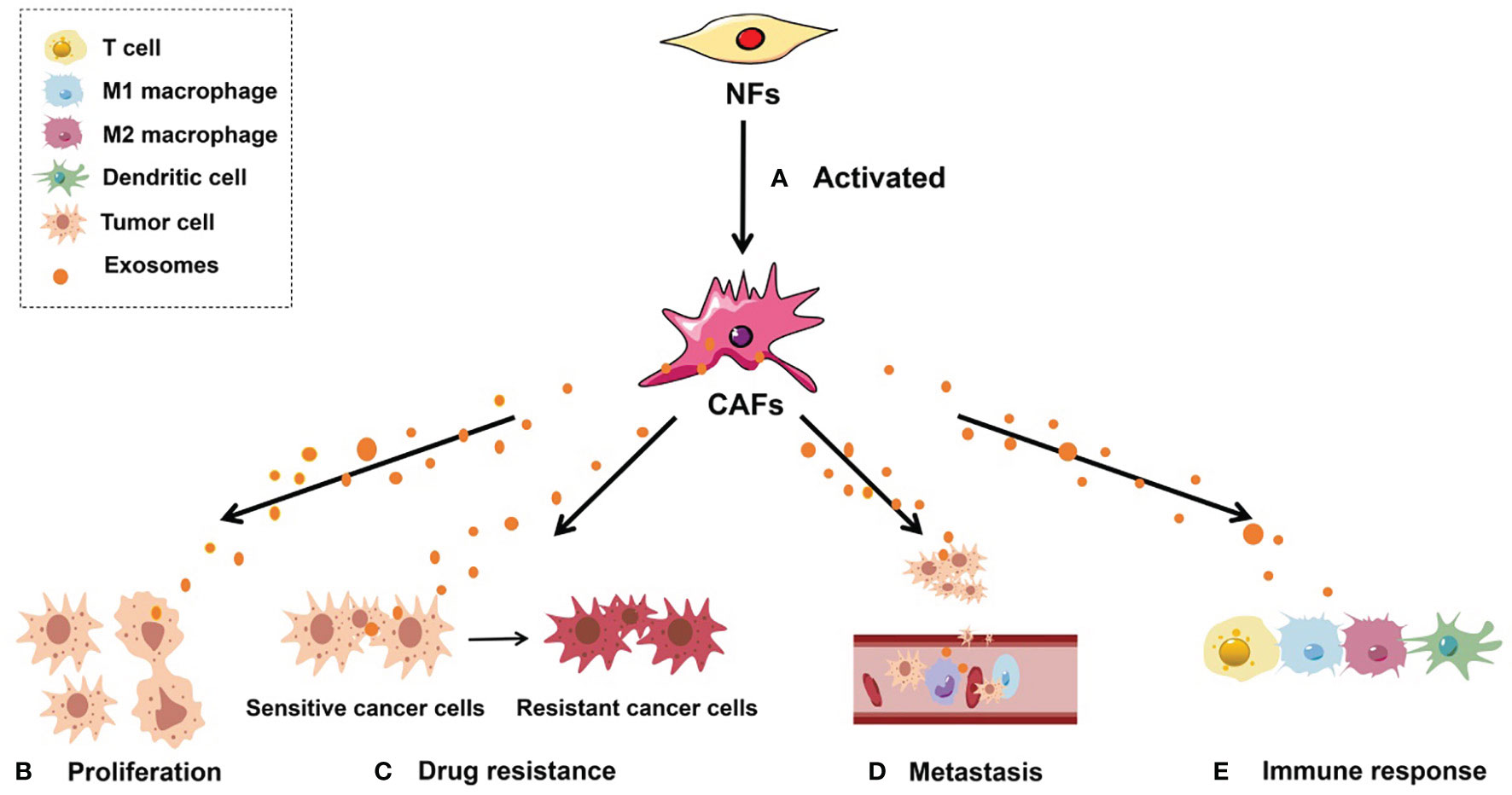 Frontiers Emerging Role Of Cancer Associated Fibroblasts Derived