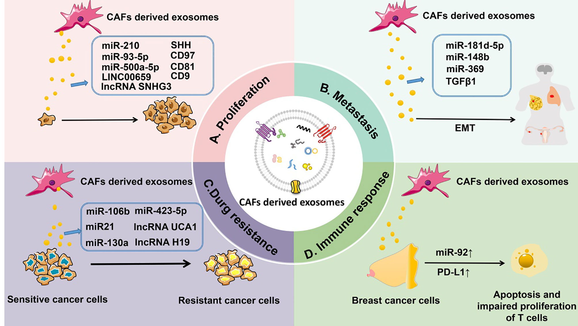 Frontiers Emerging Role Of Cancer Associated Fibroblasts Derived