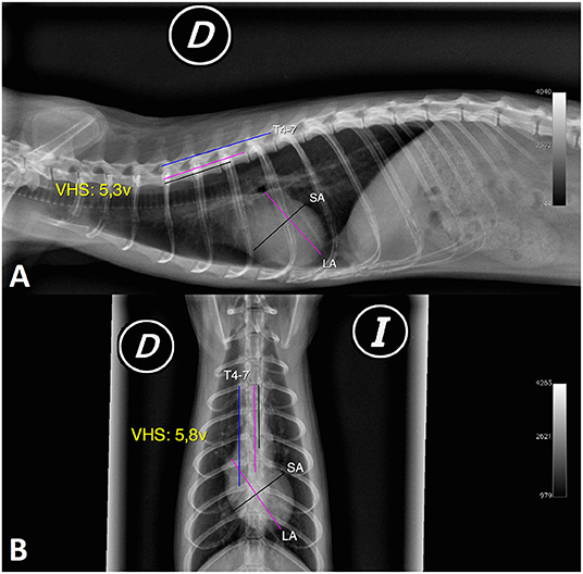 Frontiers Cardiac Radiographic Measurements In Ferrets Using The Osirix Md Programme
