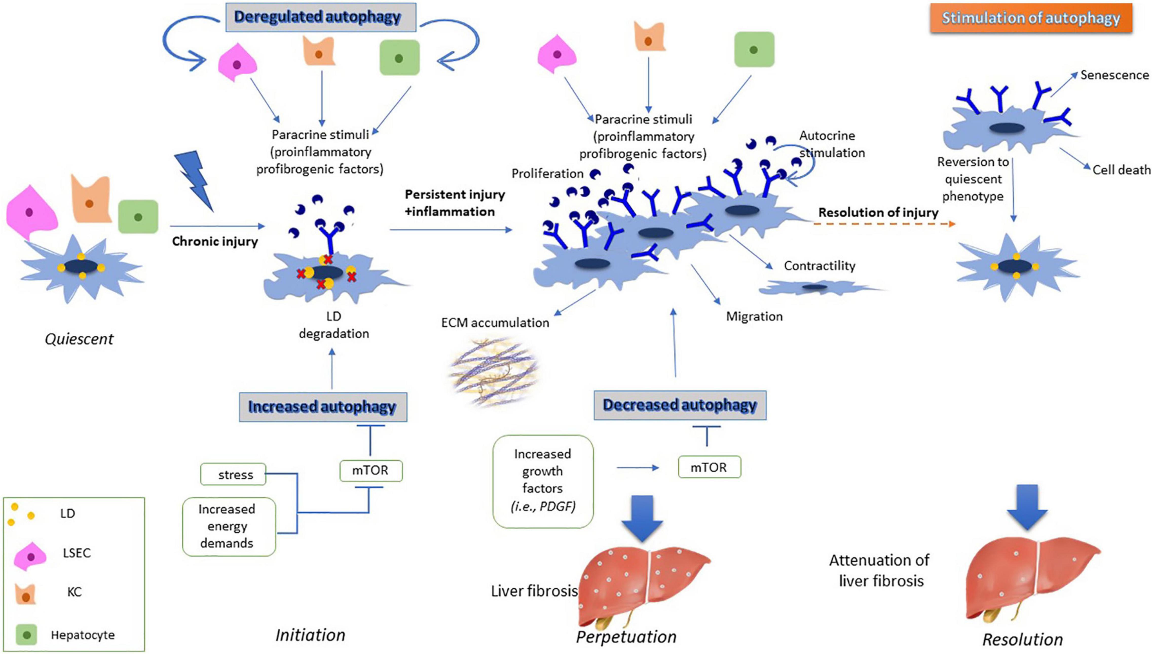Frontiers Autophagy And Exosomes Cross Regulated Pathways Playing