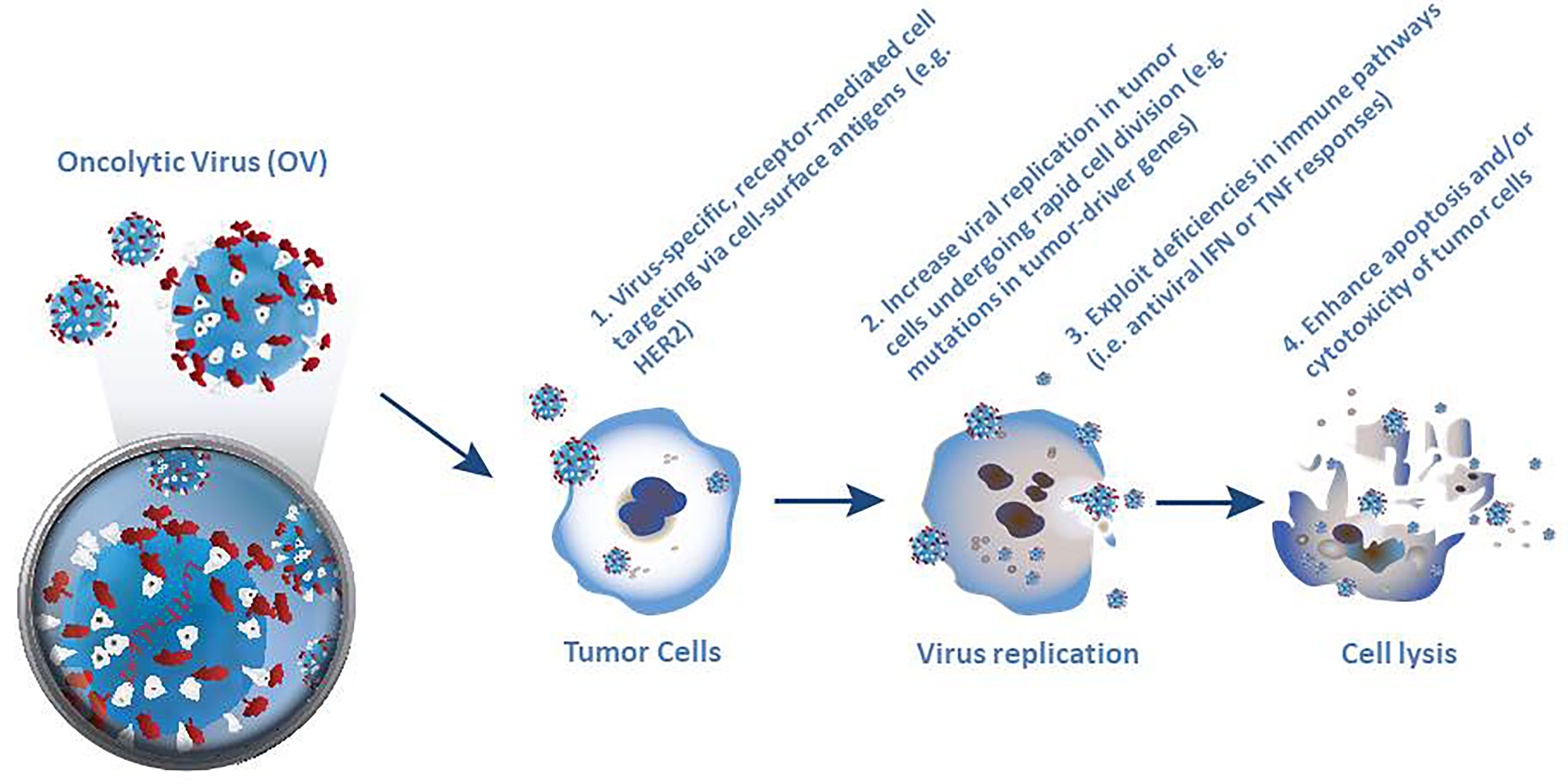 Frontiers Clinical Trials Of Oncolytic Viruses In Breast Cancer