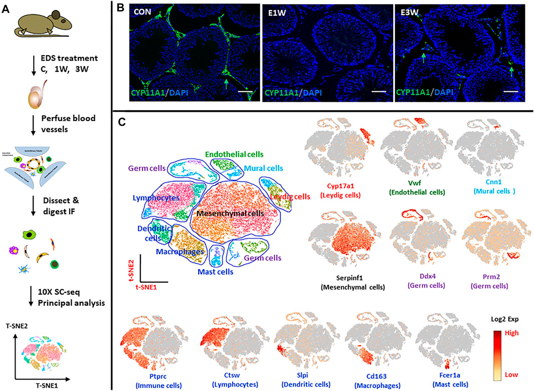 Frontiers Identification Of Rat Testicular Leydig Precursor Cells By