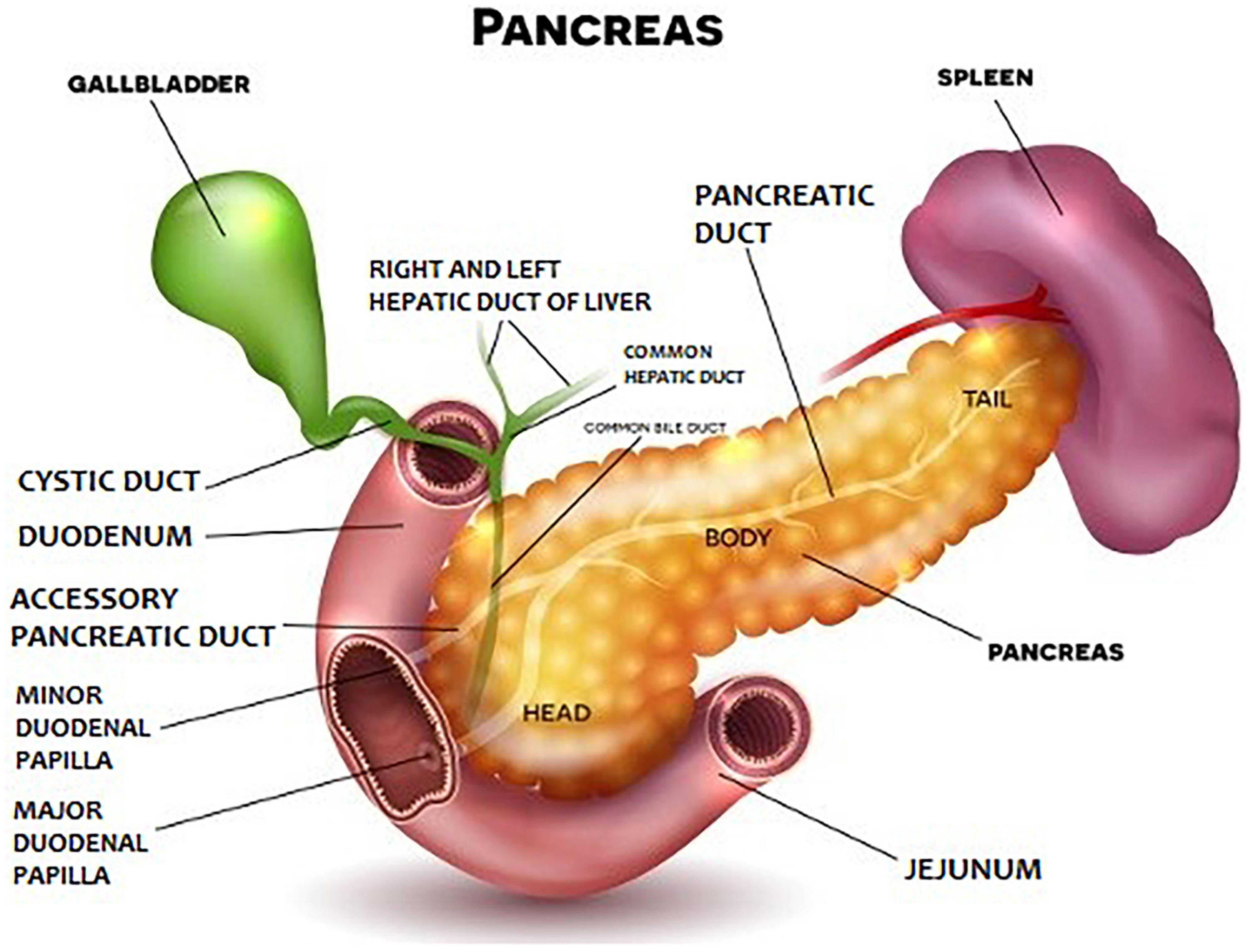 Frontiers Pancreas Its Functions Disorders And Physiological Impact 