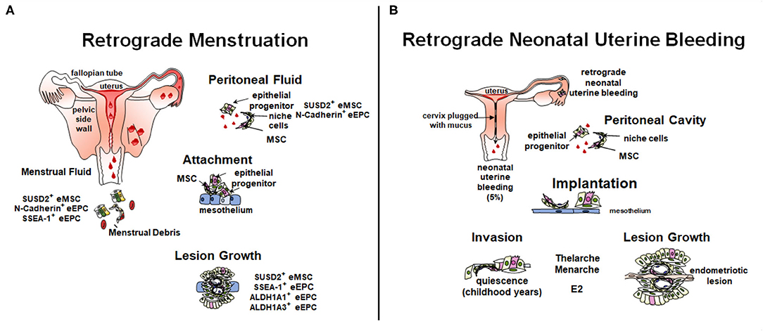 Frontiers Endometrial Stem Progenitor Cells Their Role In Endometrial