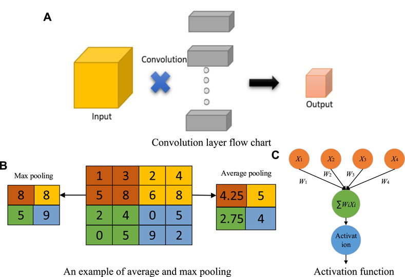 Frontiers | BCNet: A Novel Network for Blood Cell Classification