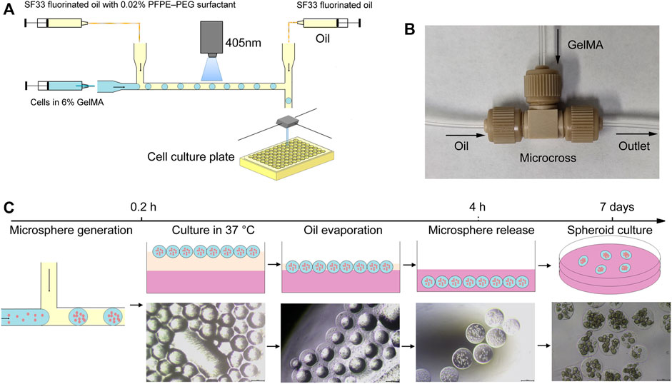 Droplet Based Microfluidic Screening Platform A Schem - vrogue.co Droplet Based Microfluidic Screening Platform A Schem - vrogue.co