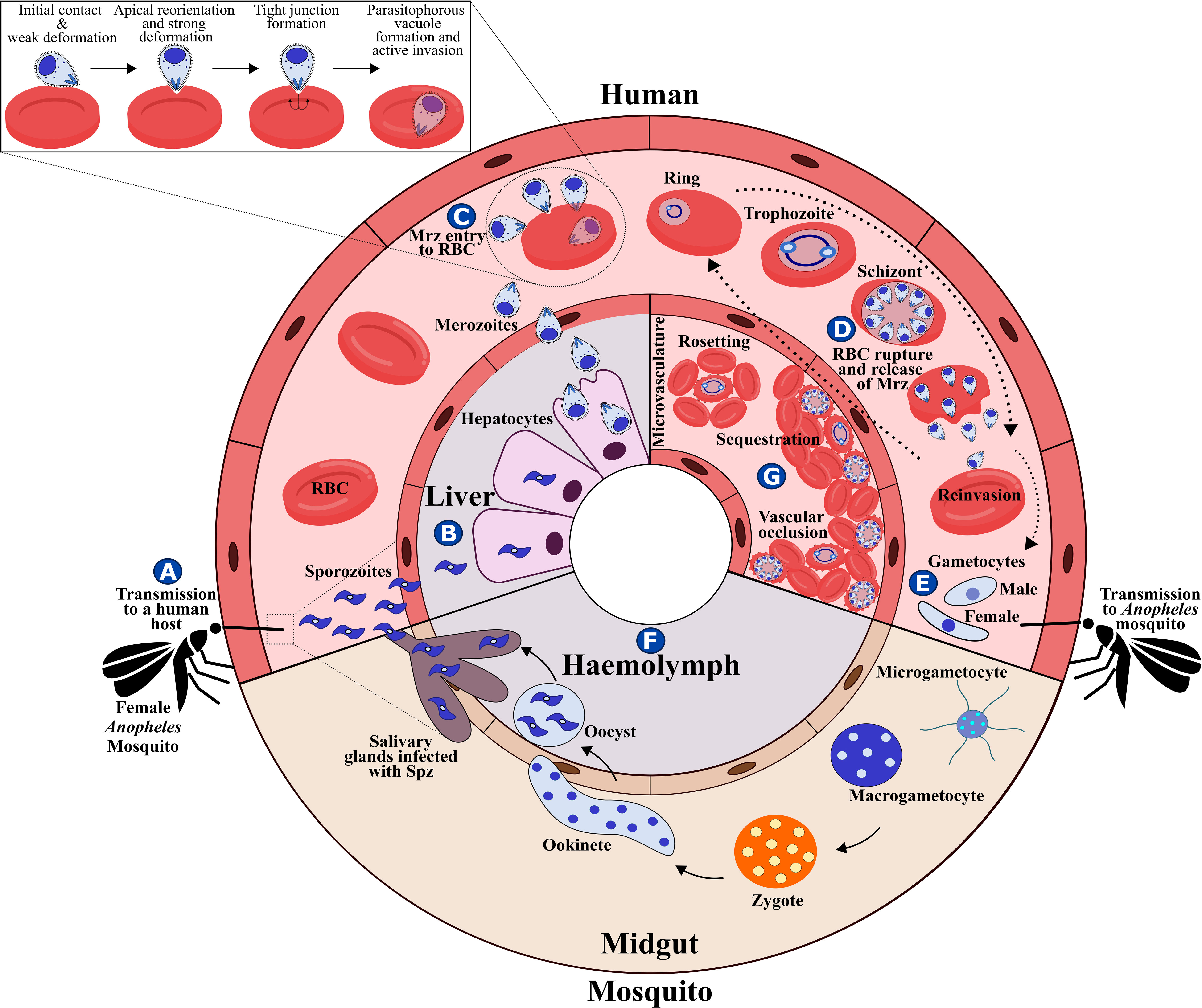 Frontiers The Cellular And Molecular Interaction Between Erythrocytes