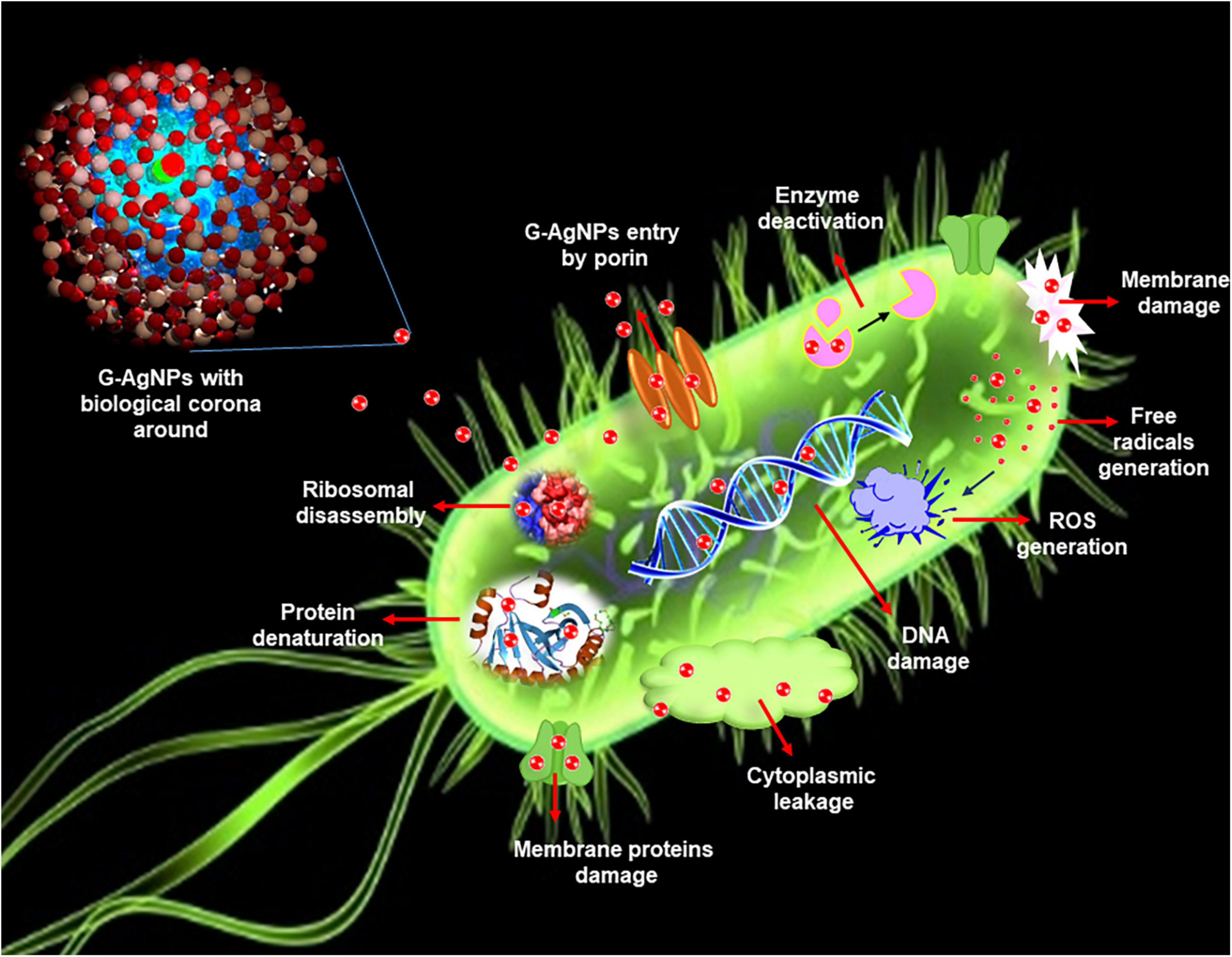 Mechanism Of Plant Mediated Synthesis Of Silver Nanop - vrogue.co Mechanism Of Plant Mediated Synthesis Of Silver Nanop - vrogue.co