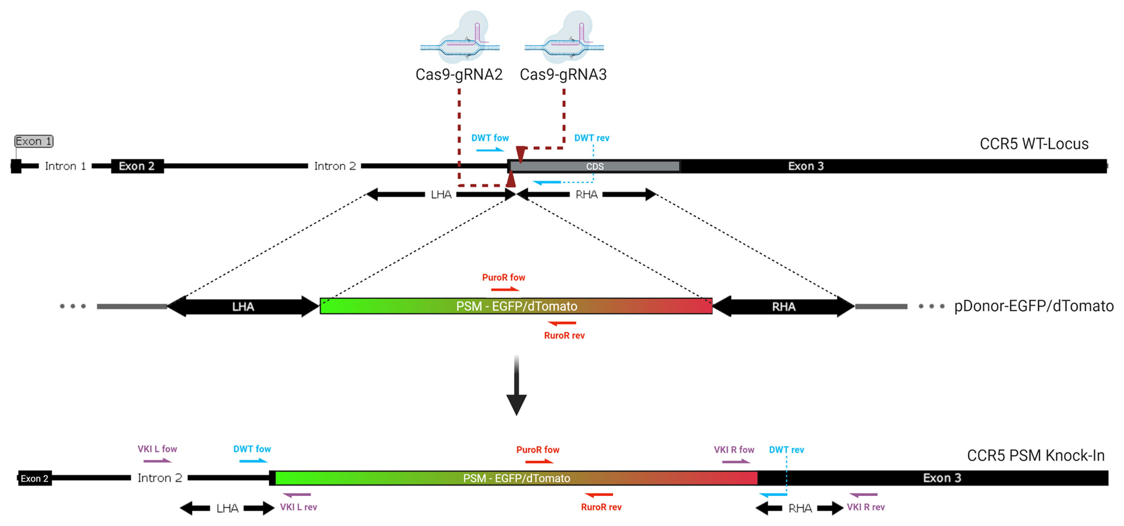 Frontiers Biallelic Selectable Knock In Targeting Of Ccr5 Via