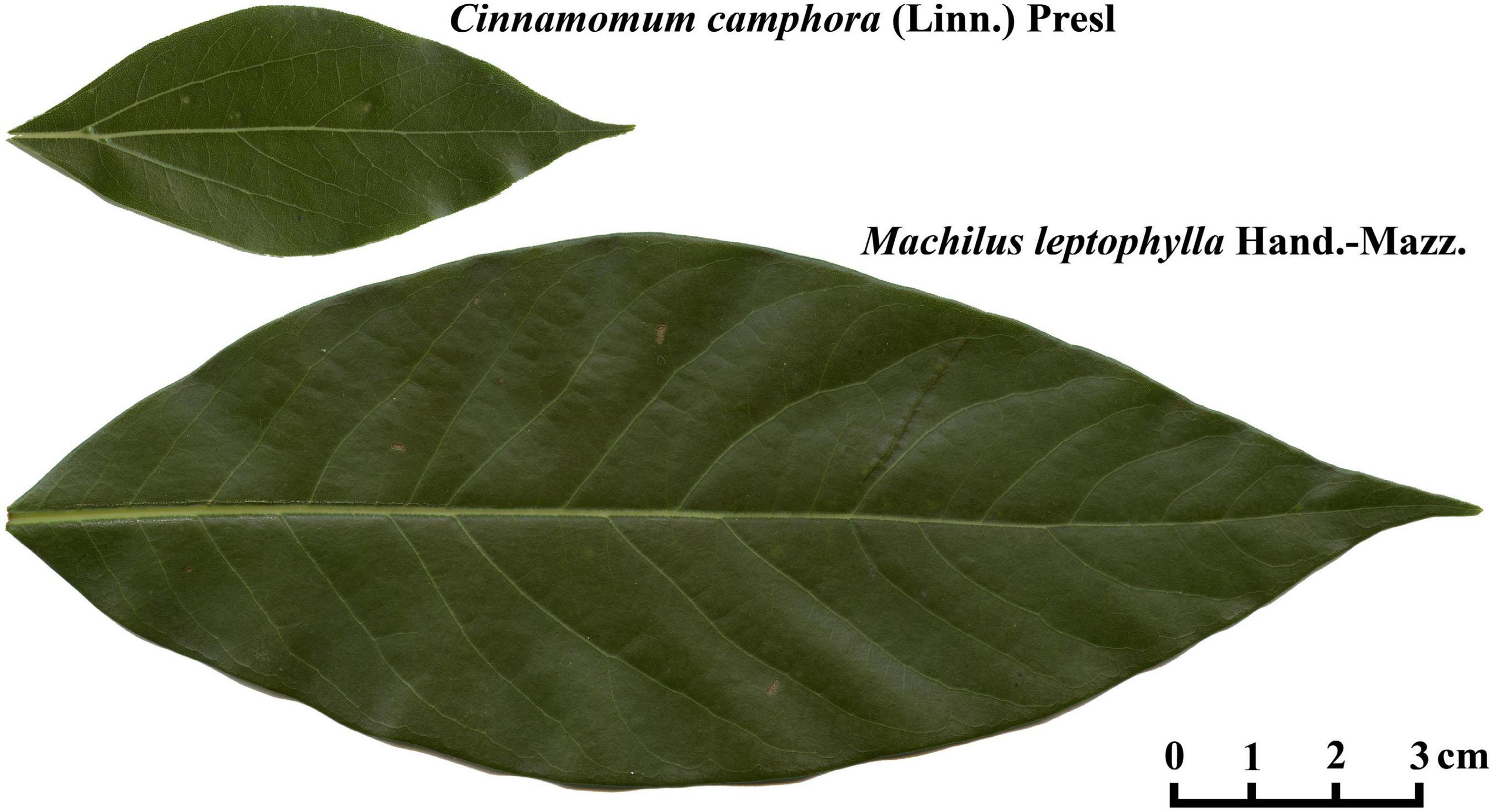 Frontiers Application Of An Ovate Leaf Shape Model To Evaluate Leaf 