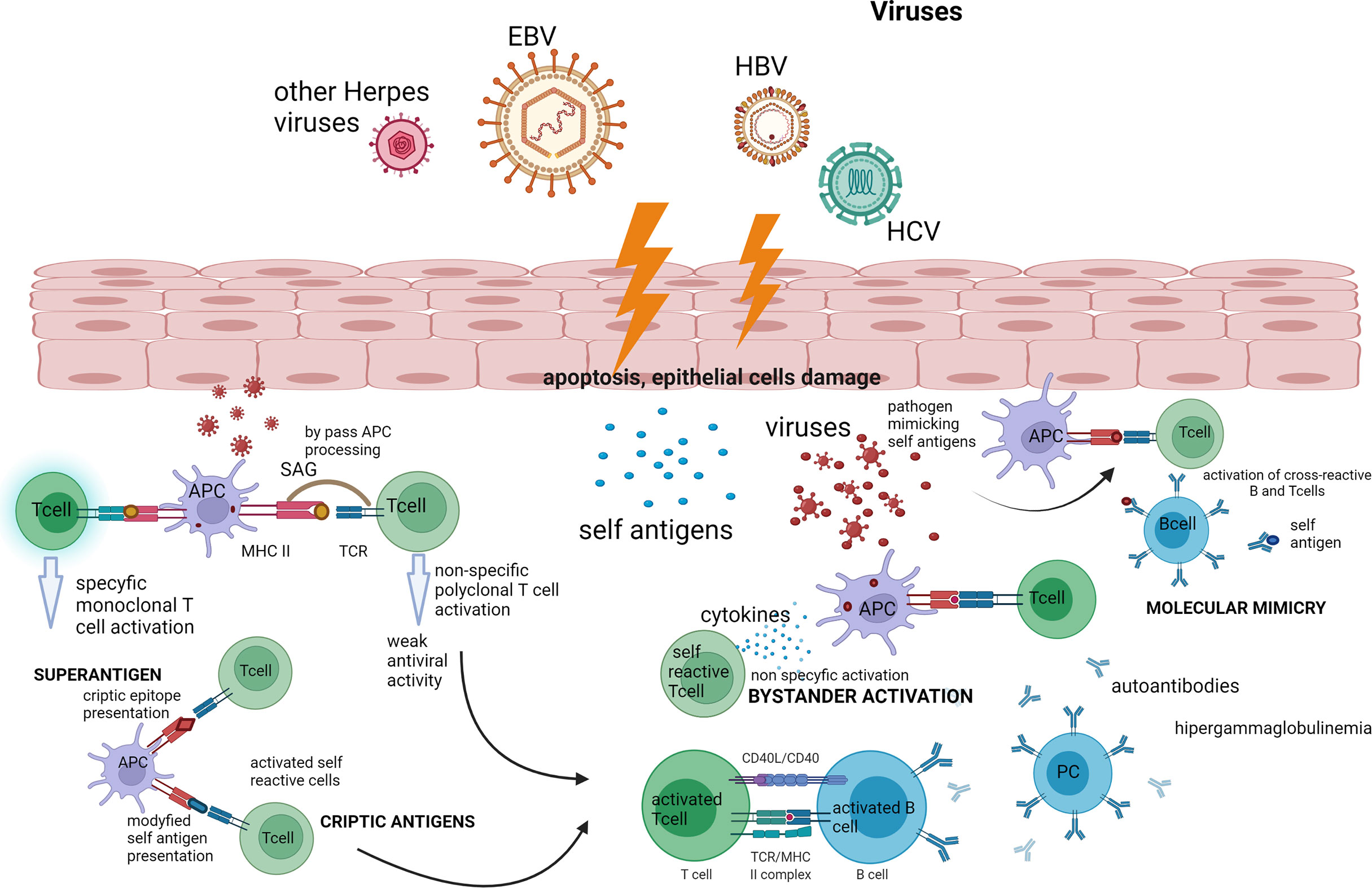 Frontiers The Role Of Virus Infections In Sjögrens Syndrome
