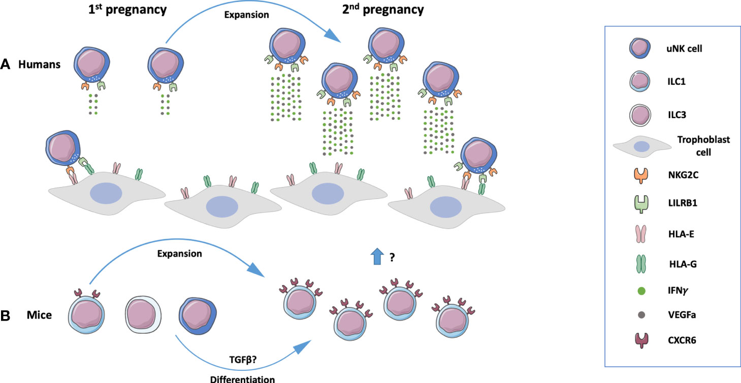 Frontiers Emerging Concepts In Innate Lymphoid Cells Memory And