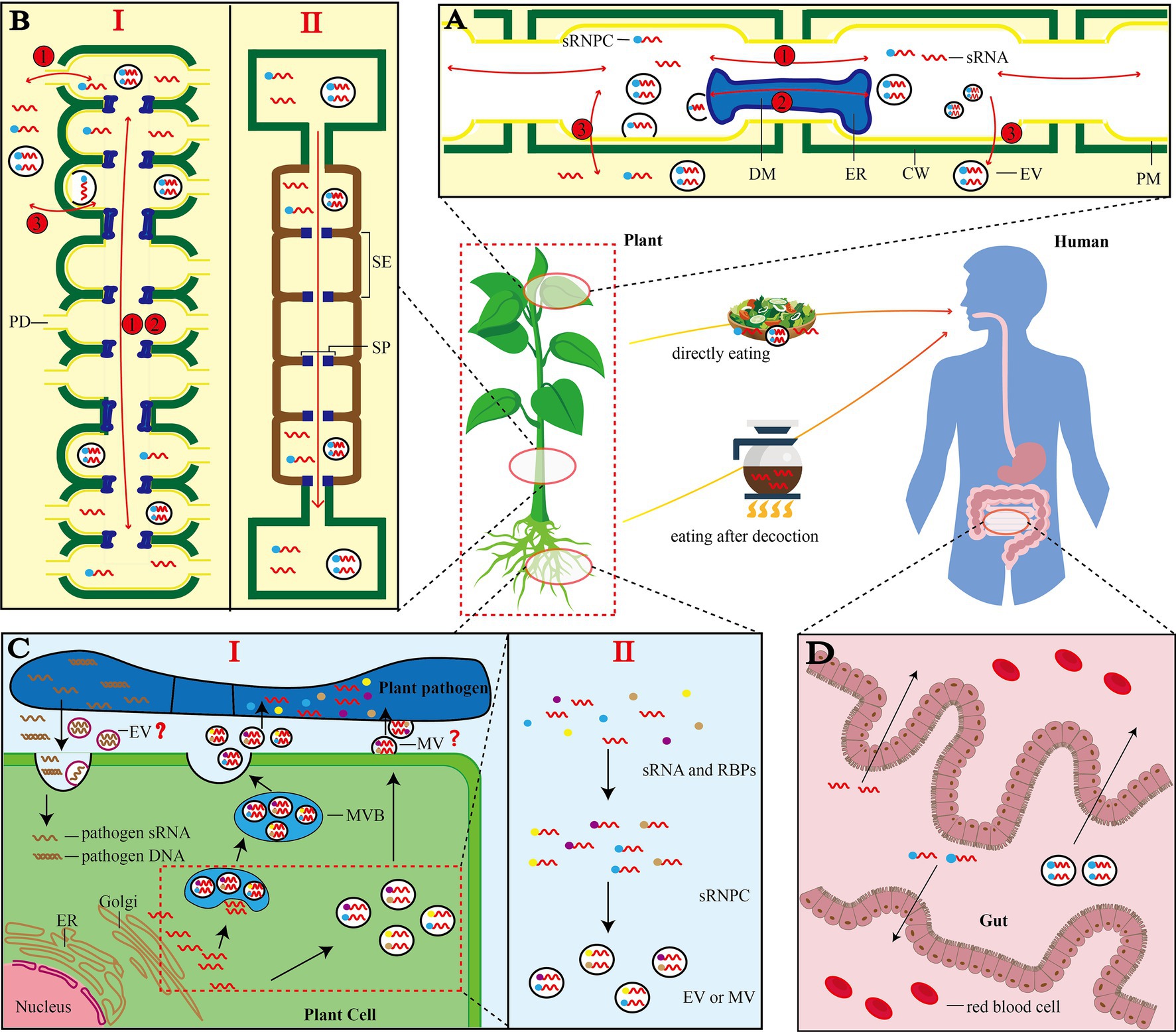 Frontiers Biogenesis Trafficking And Function Of Small Rnas In Plants