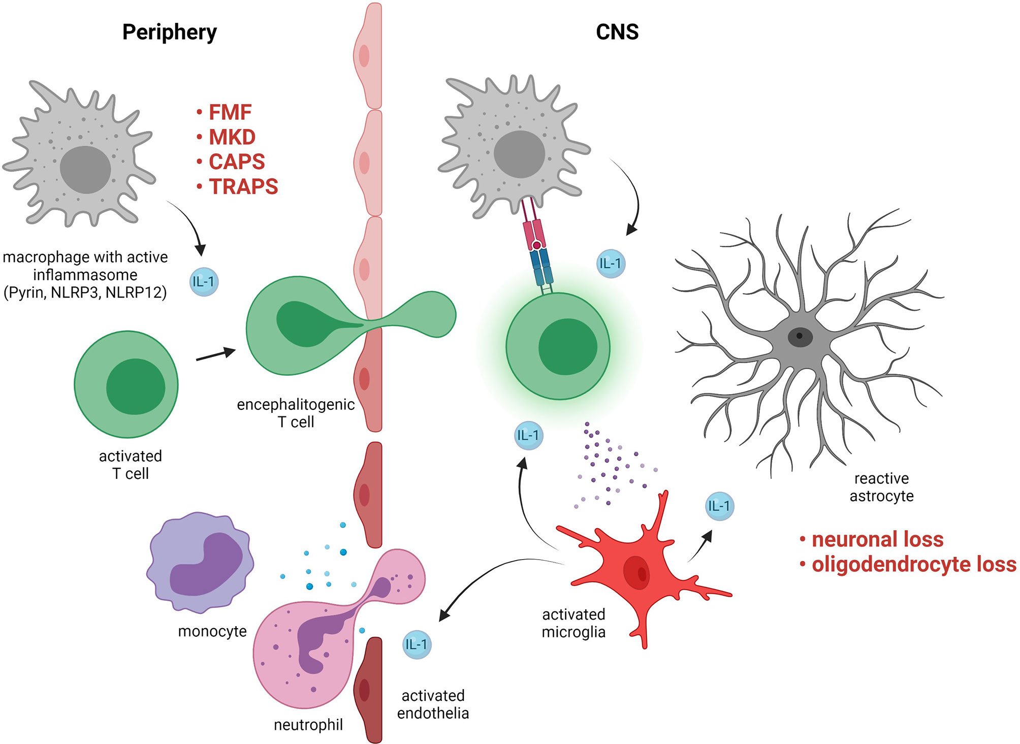 Frontiers Neuroinflammation Associated With Inborn Errors Of Immunity